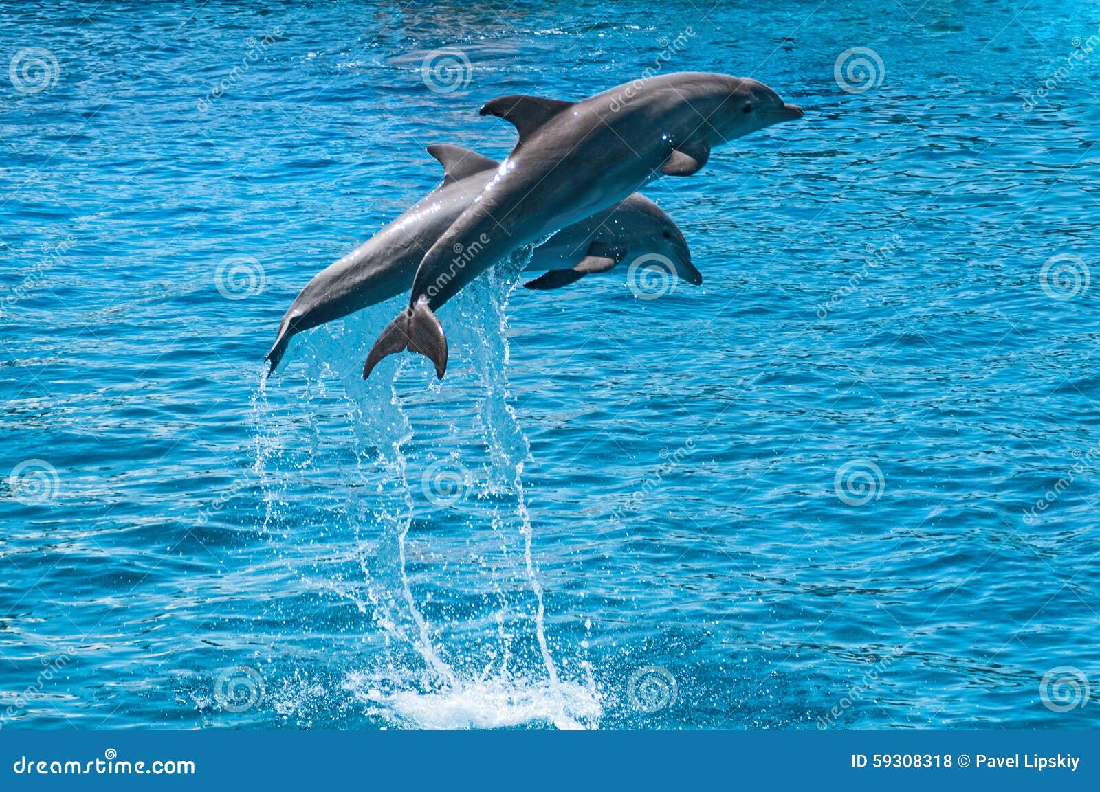 Two Dolphins Jump Above Water Stock Photo - Image of nature ...
