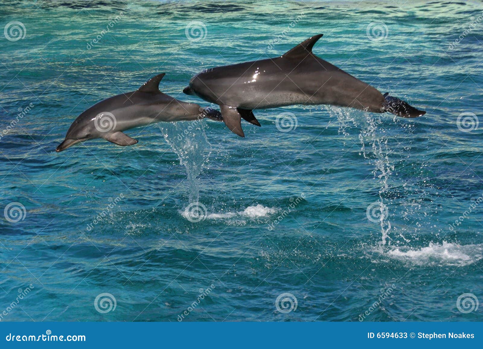 Two Dolphins Jumping Stock Photos - Image: 6594633