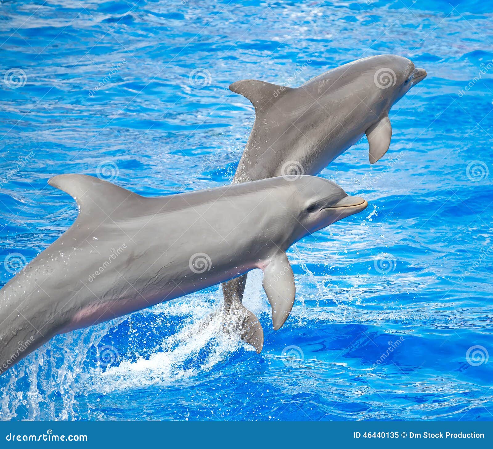 Two dolphins jumping. stock image. Image of blue, nature - 46440135