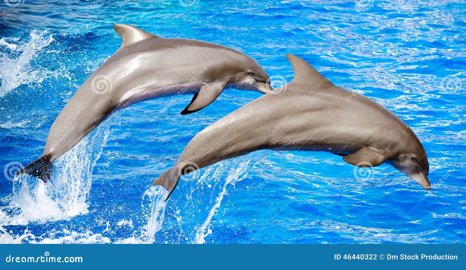 Dolphins Two Jumping Wallpaper