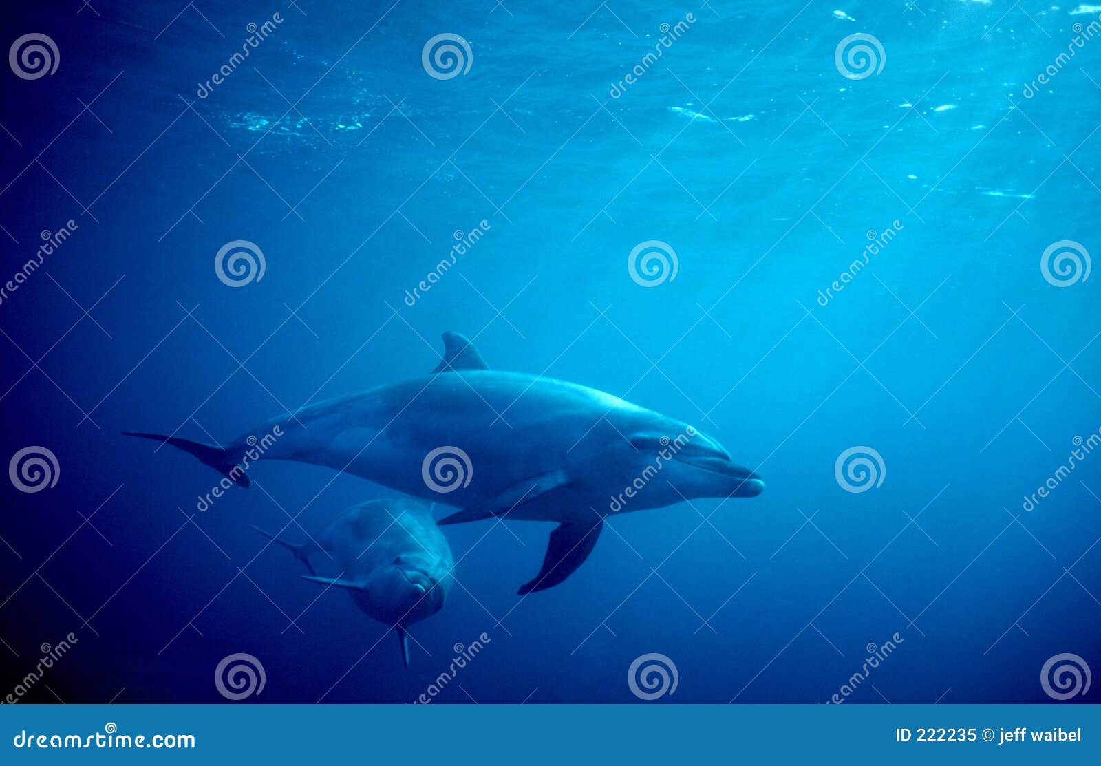 Two Dolphins in Ocean stock image. Image of animals, diving - 222235