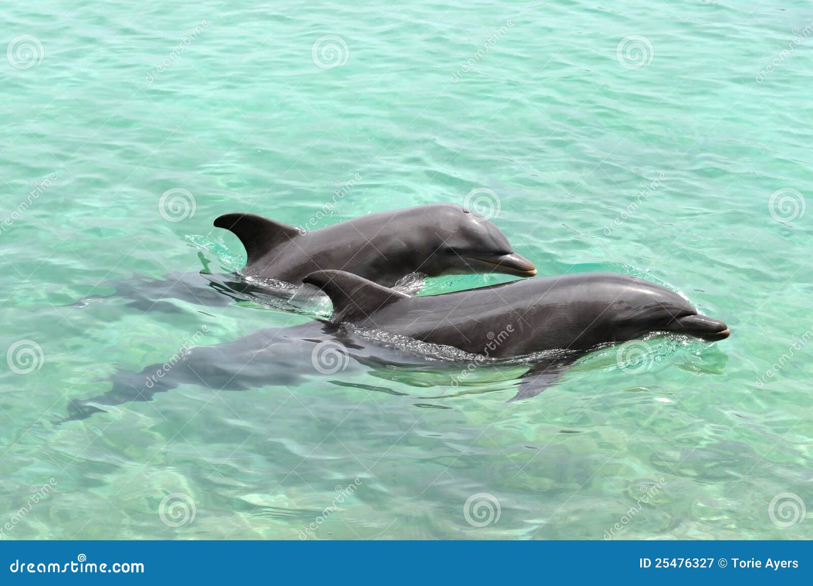 Two dolphins playing stock image. Image of lagoon, dolphin - 25476327