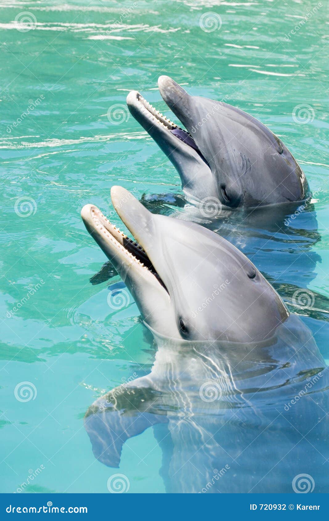 Two Dolphins Playing stock photo. Image of space, white - 720932