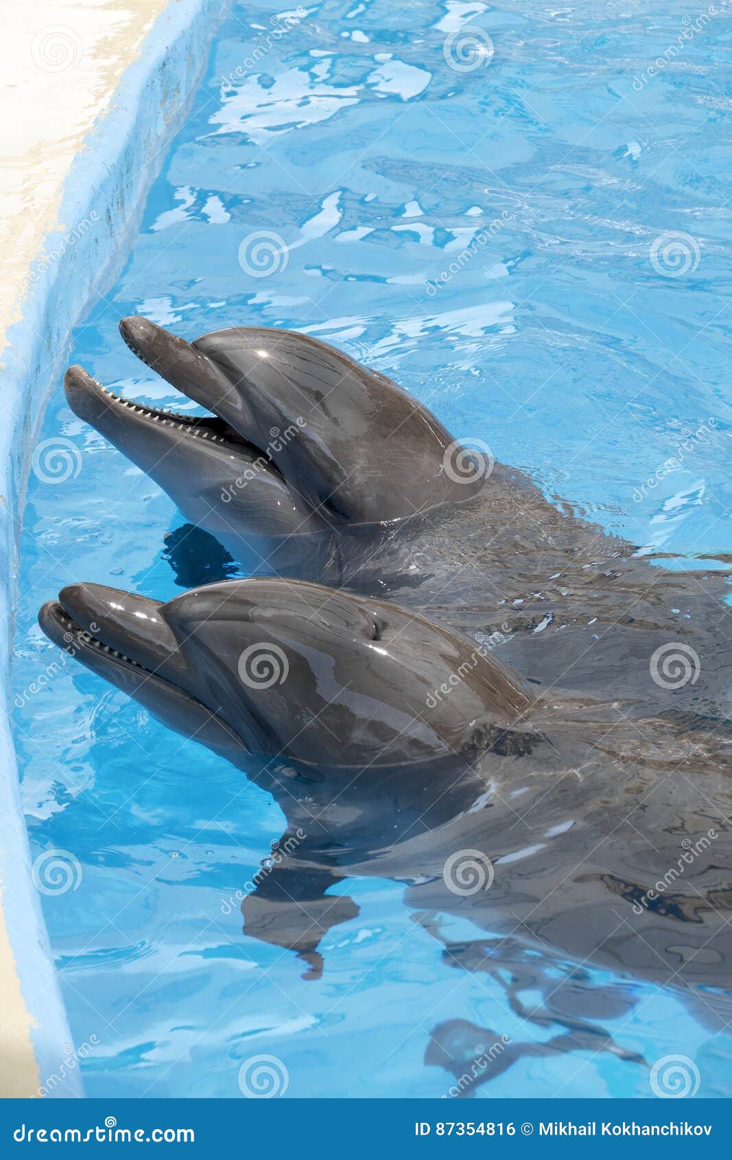 Two dolphins in pool stock photo. Image of aquatic, swim - 87354816