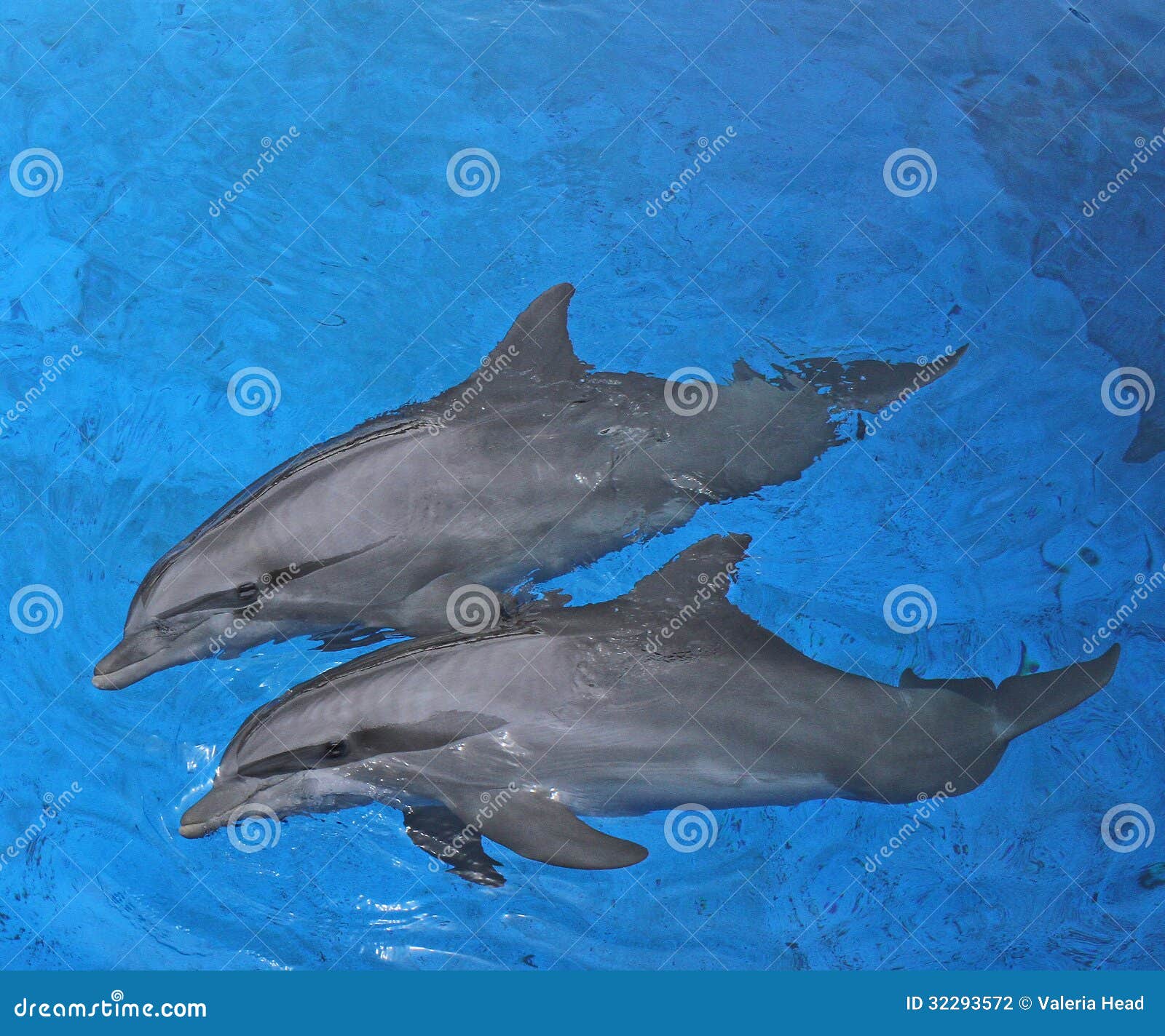 Two dolphins stock photo. Image of blue, pair, wildlife - 32293572