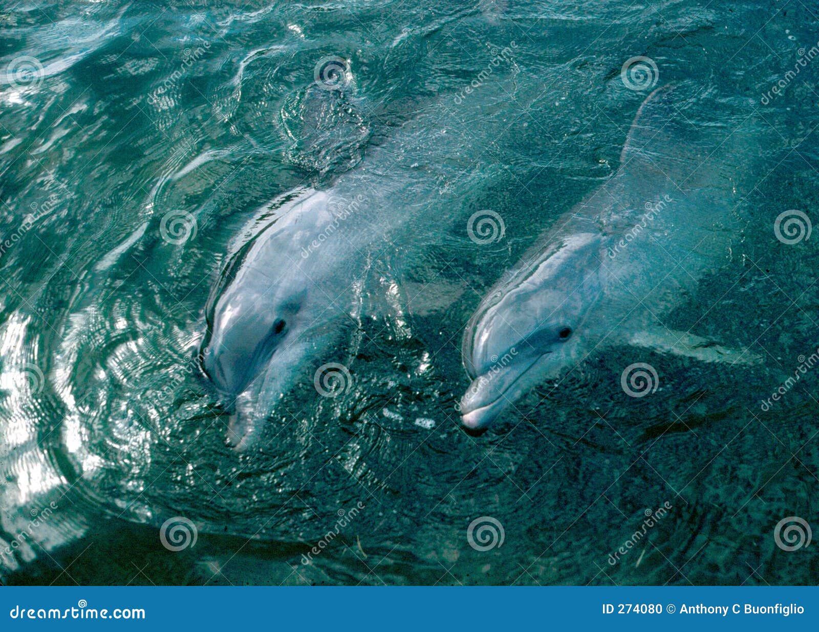 Two dolphins in sea stock photo. Image of high, couple - 274080