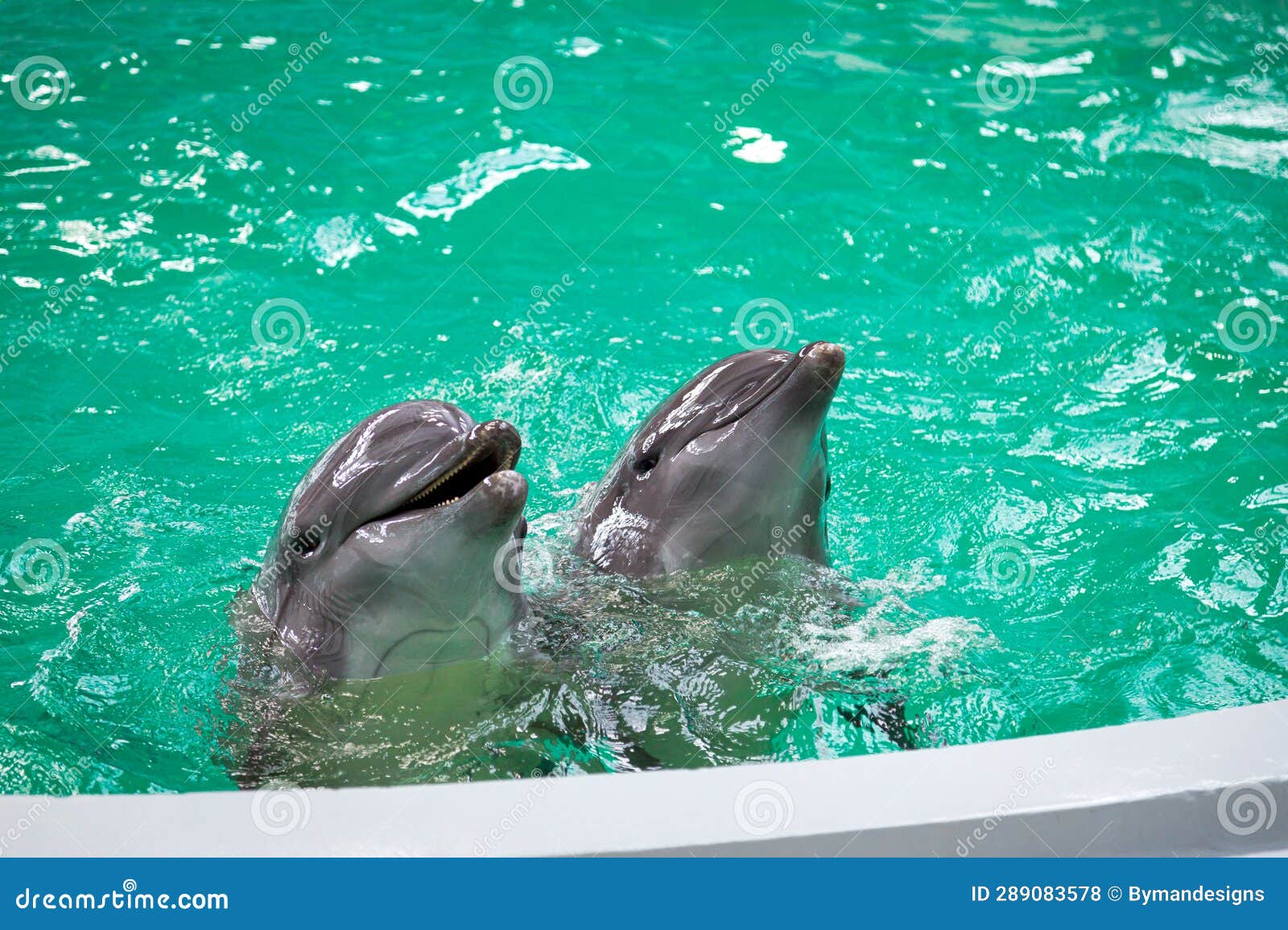 Two Dolphins on the Surface of the Water in a Pool Stock Photo - Image ...