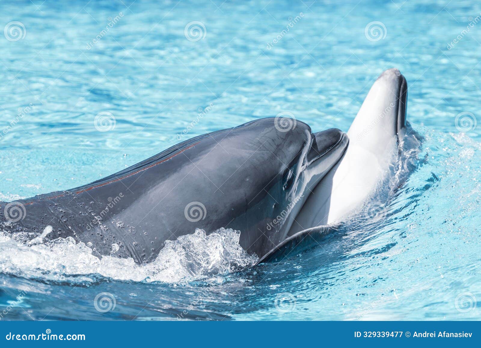 Two Dolphins Swim and Cuddle in the Water Stock Image - Image of marine ...