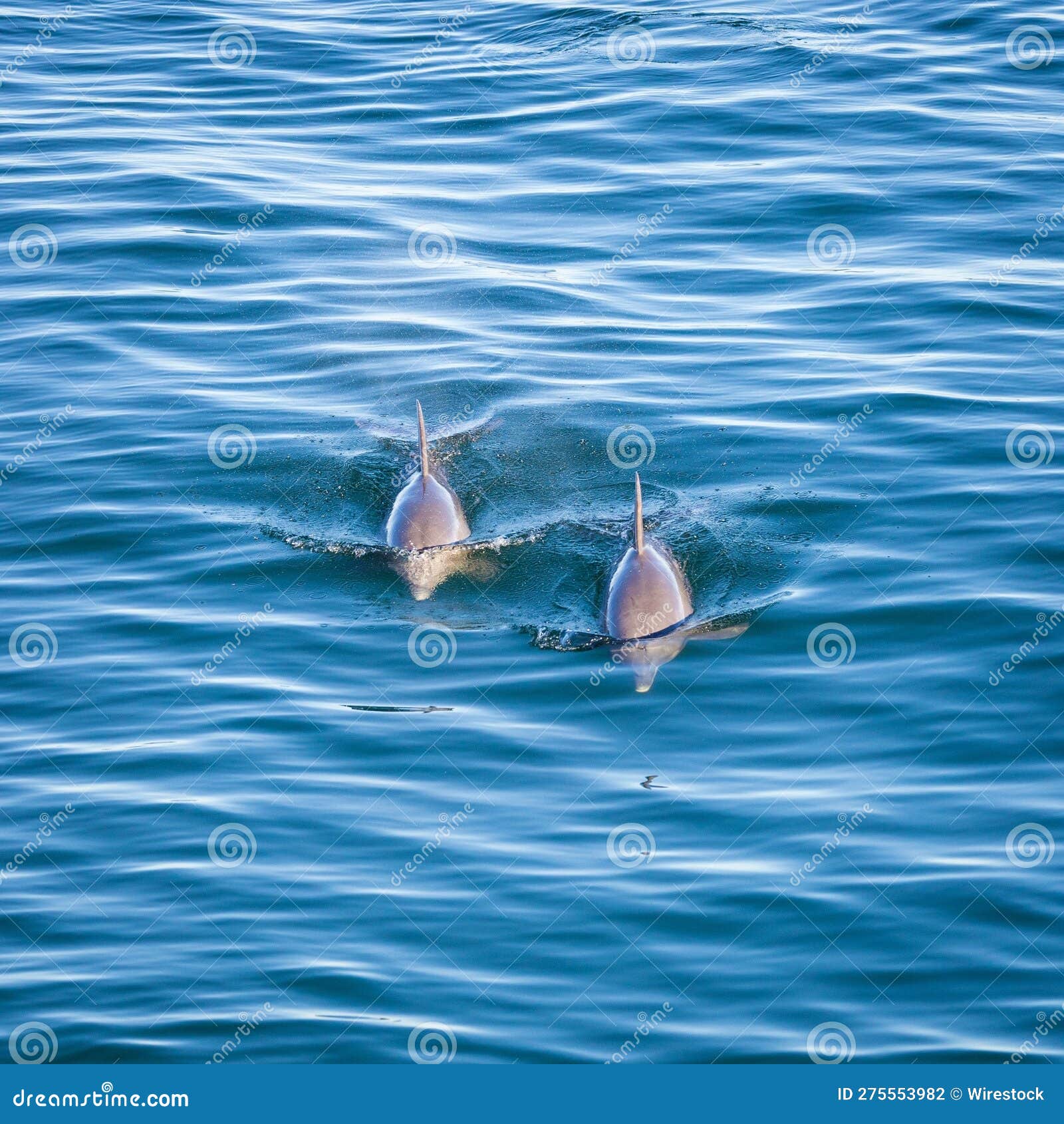 Two Dolphins Swim in the Ocean, Close To One Another. Stock Photo ...