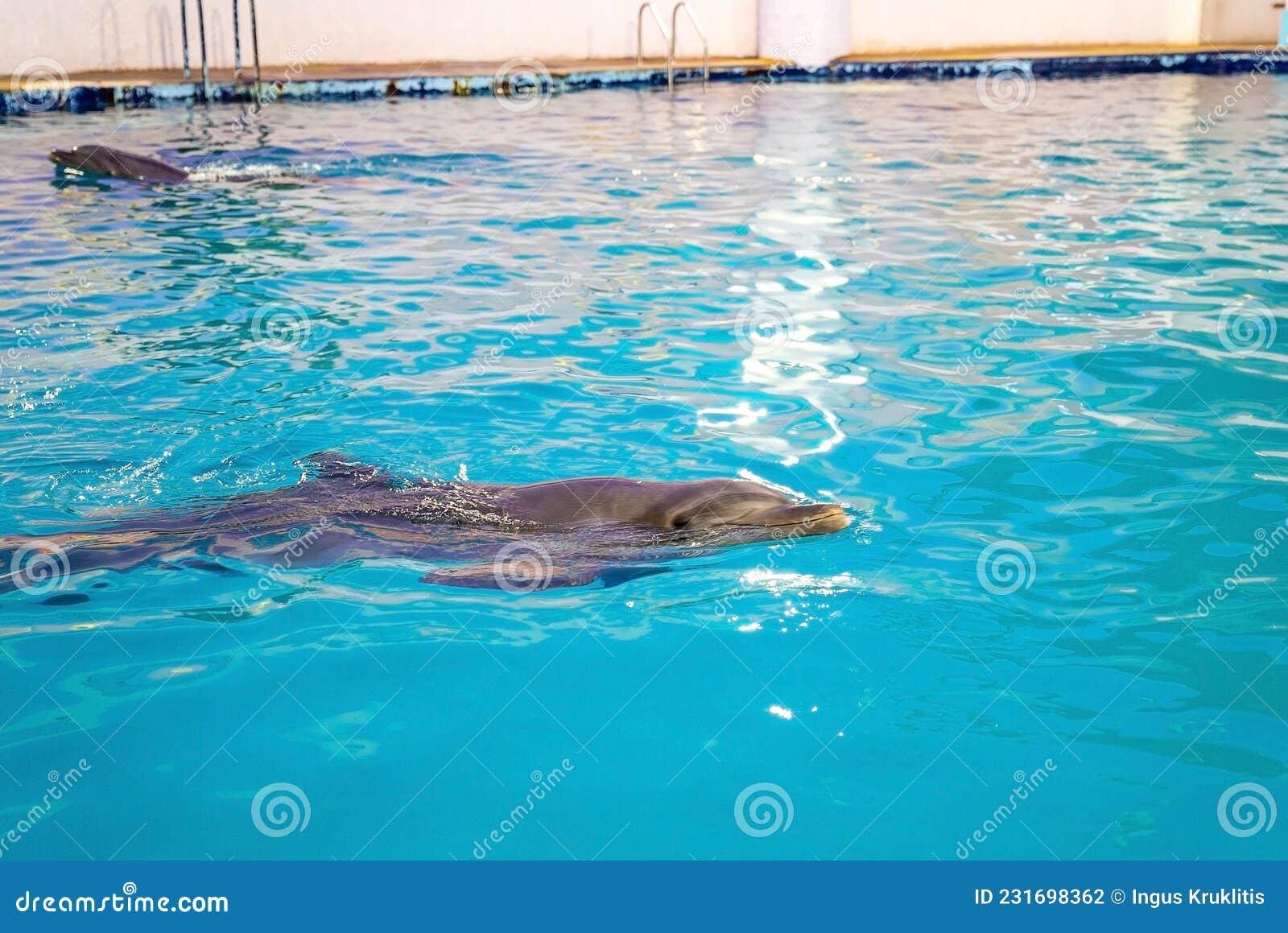 Two Dolphins Swimming Inside Pool in Amusement Park Stock Photo - Image ...