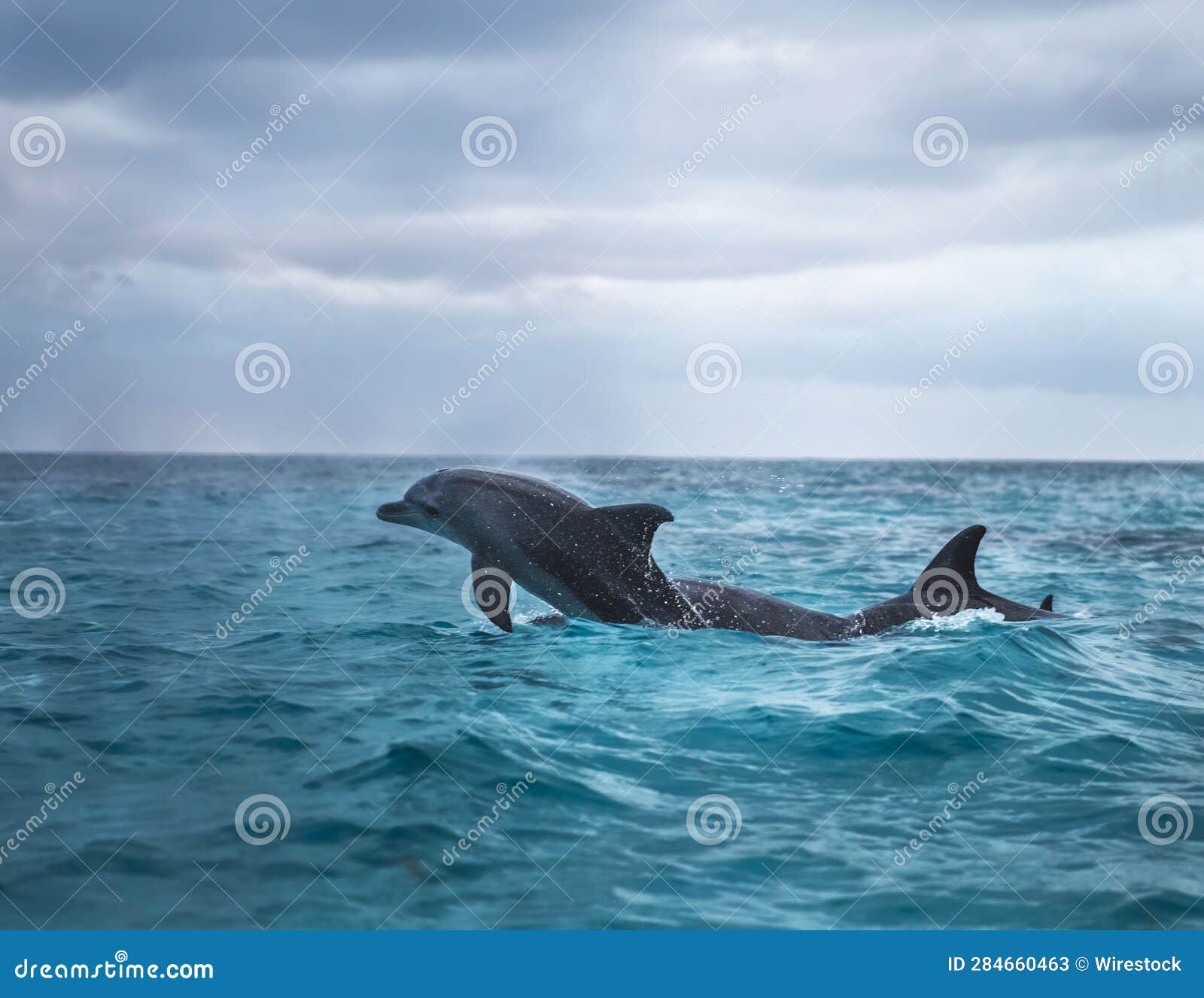 Two Dolphins Swimming Side by Side in the Deep Blue Ocean Stock Image ...