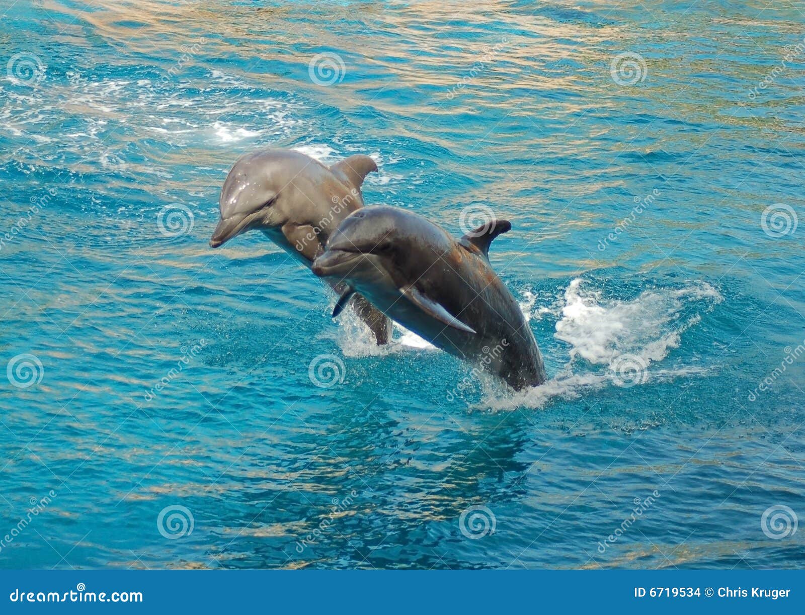 Two Dolphins synchronized stock photo. Image of leap, synchronized ...