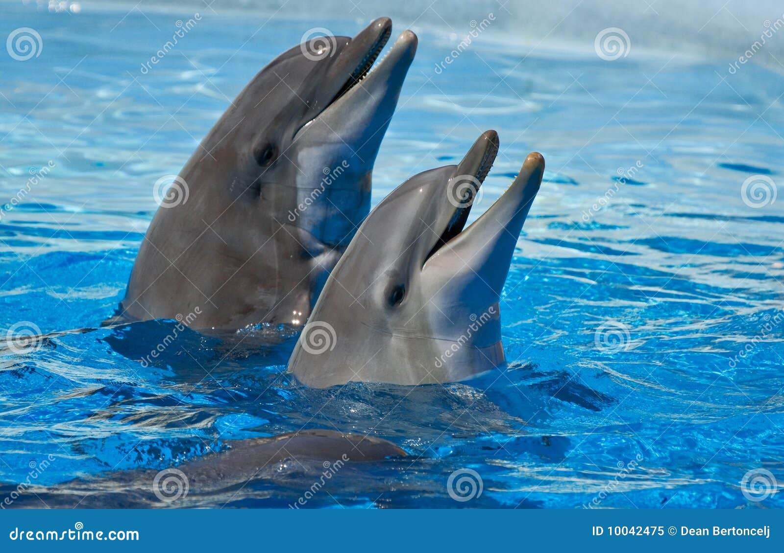 Two Dolphins In The Water Royalty Free Stock Photo - Image: 10042475