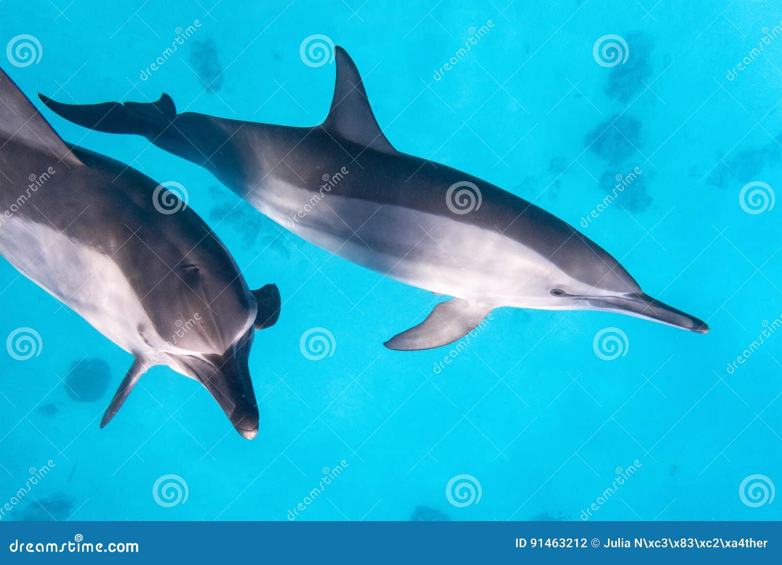 Two dolphins stock photo. Image of video, underwater - 91463212