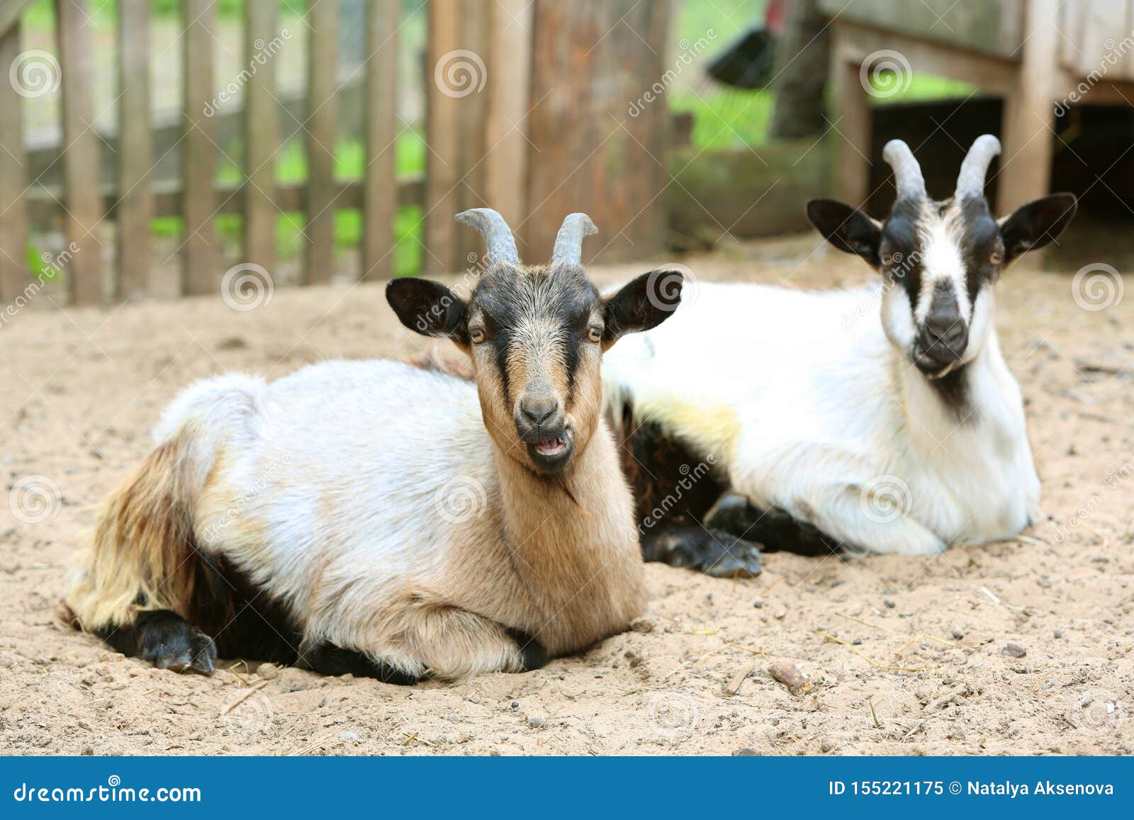 Two Domestic Goats on the Farm, Looking at Camera, Shooting Outdoors ...