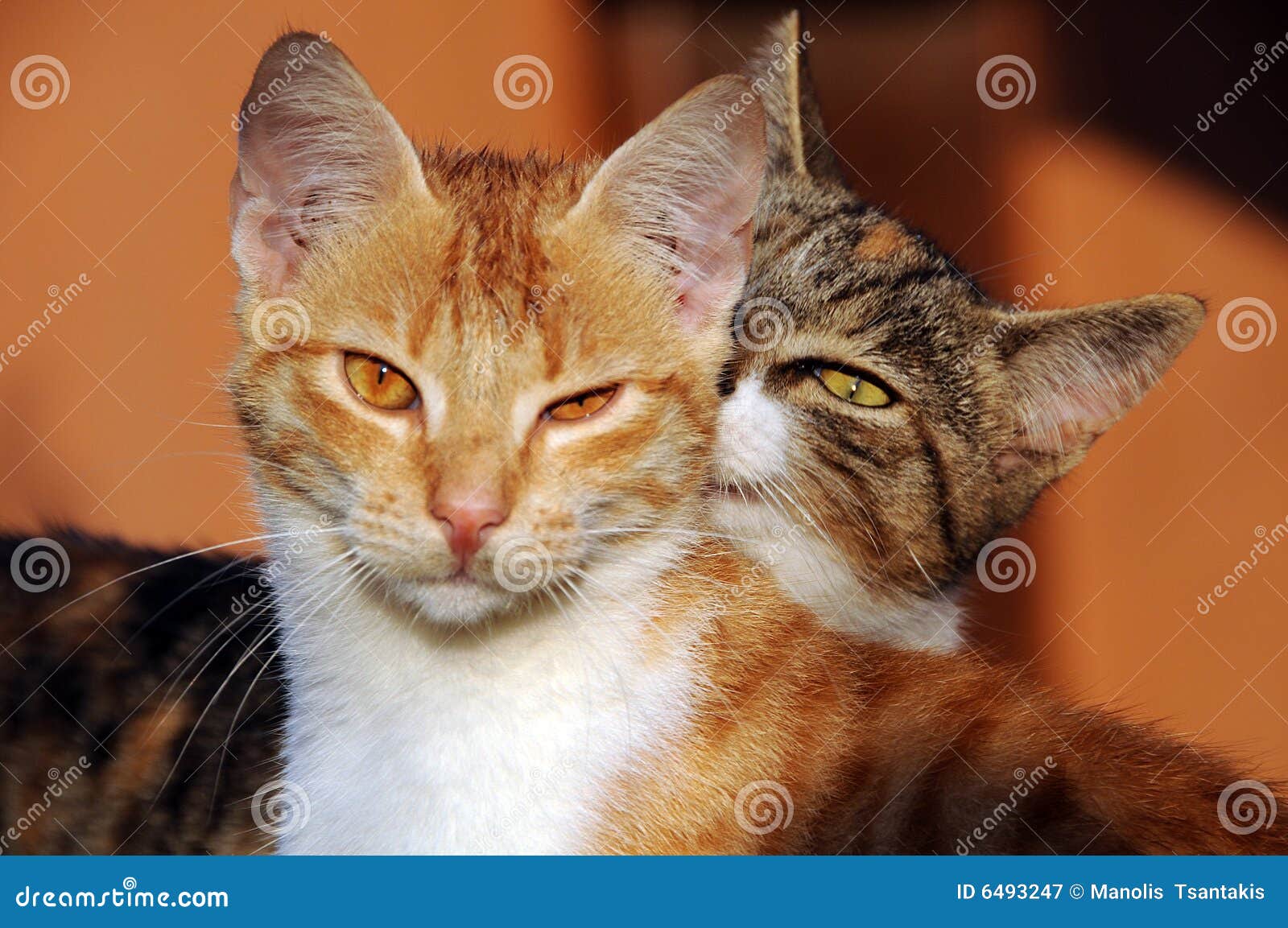 Two domestic house cats stock image. Image of looking - 6493247