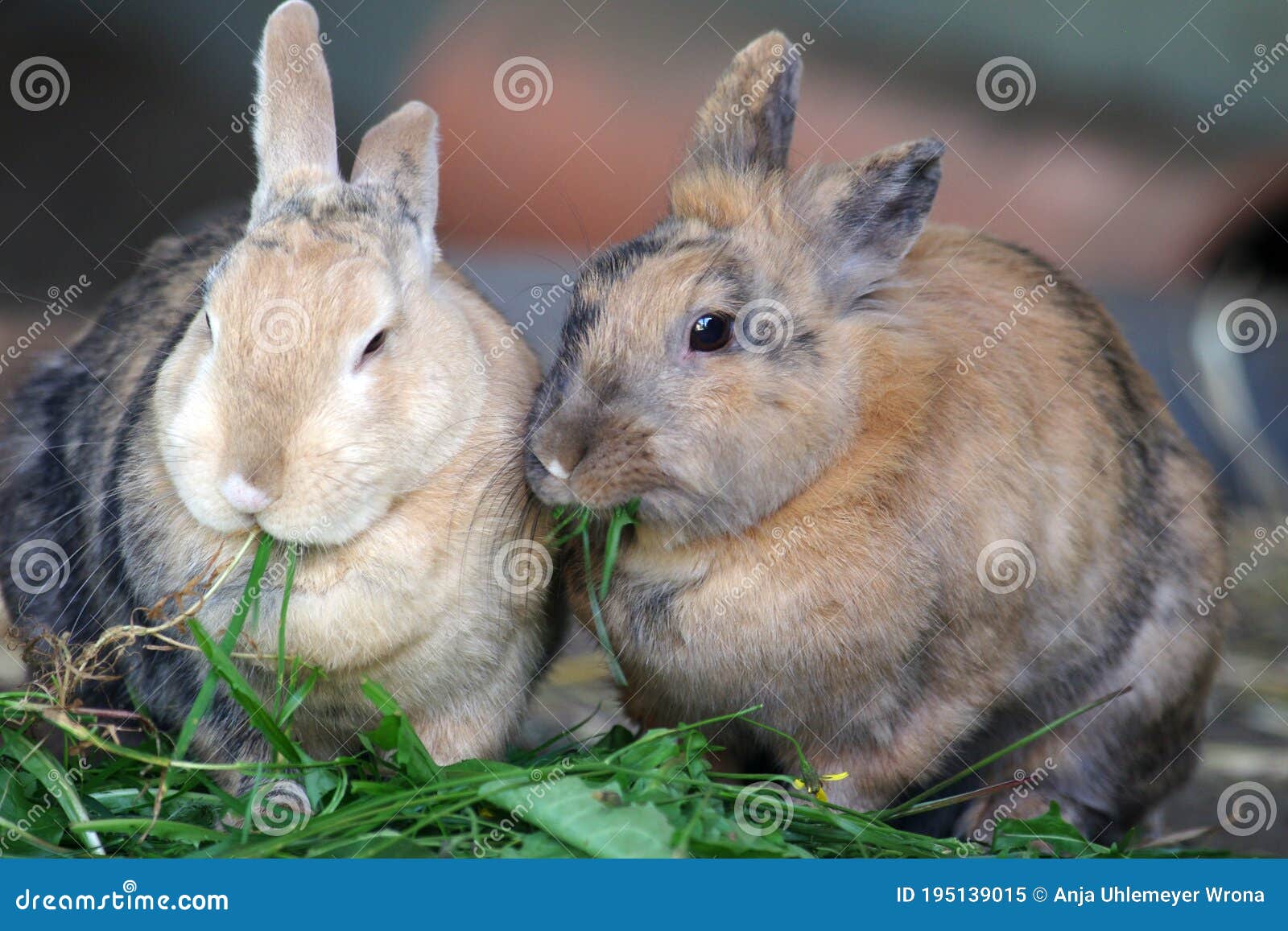 Two Domestic Rabbits Sit Together Stock Image - Image of lapin, gnaw ...