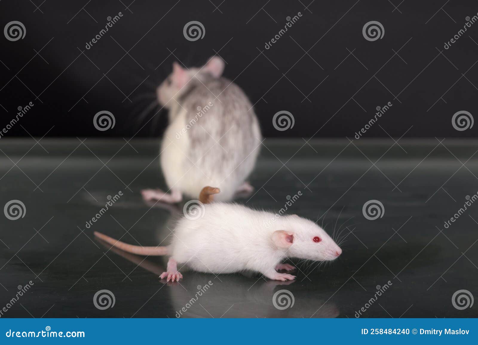 Rats on a glass table stock photo. Image of baby, small - 258484240