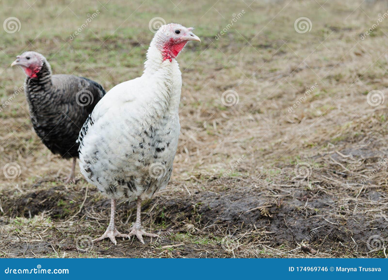 Two Domestic Turkeys in a Farm Yard with Copy Space Stock Photo - Image ...
