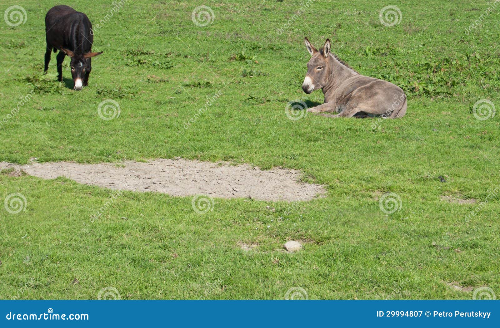 Two donkey stock image. Image of domestic, dark, vertebrate - 29994807