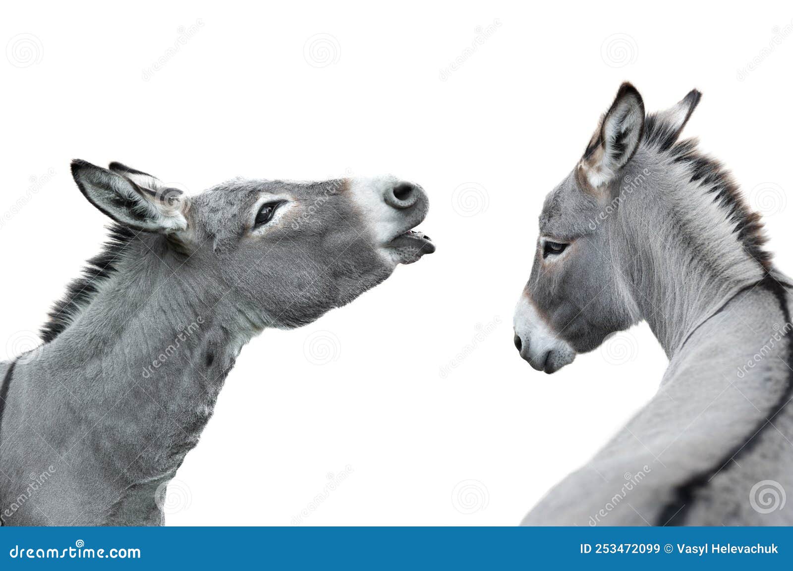 Two Donkey Portrait Isolated on White Stock Image - Image of mulish ...