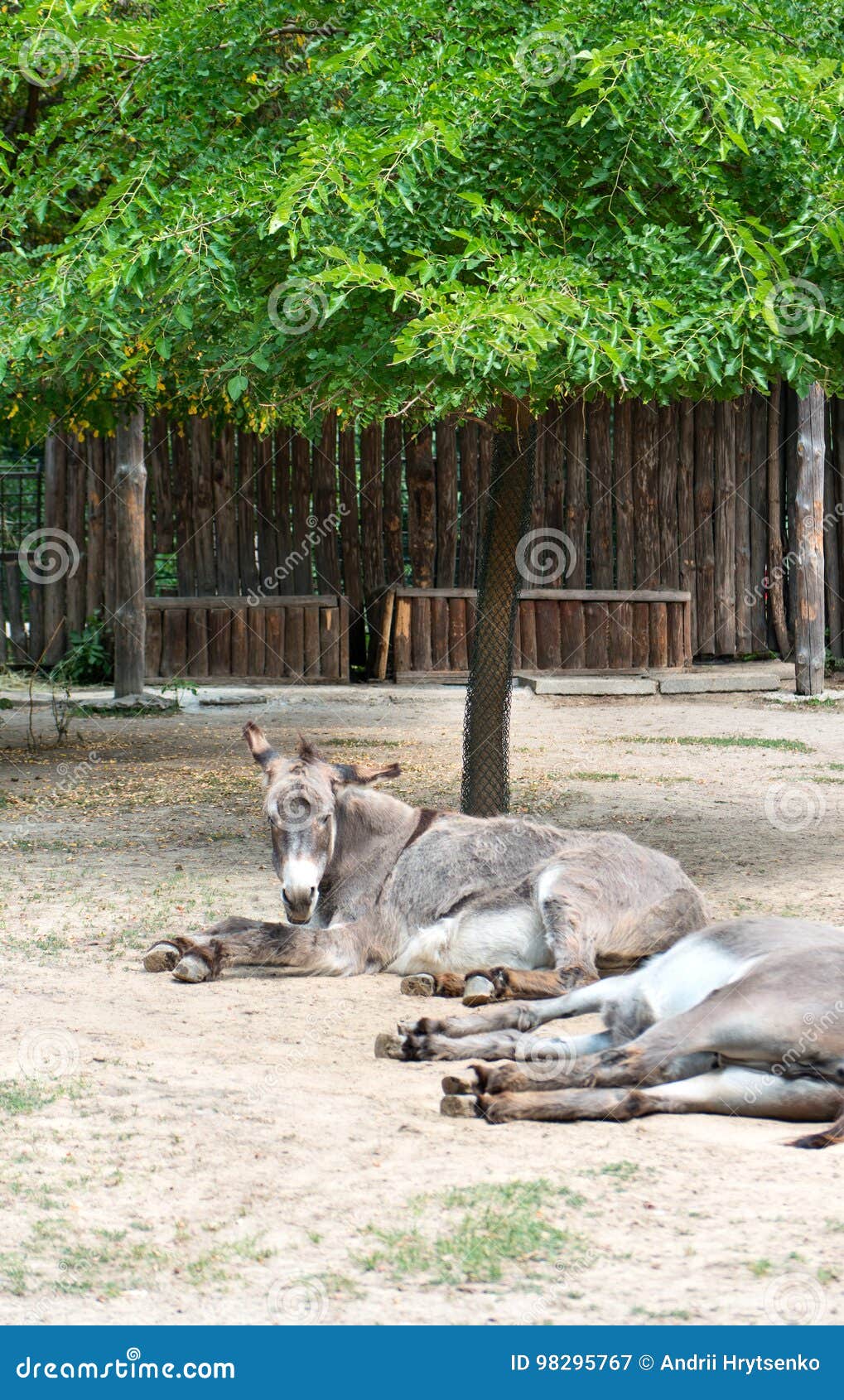 Donkeys at rest stock image. Image of mammal, landscape - 98295767