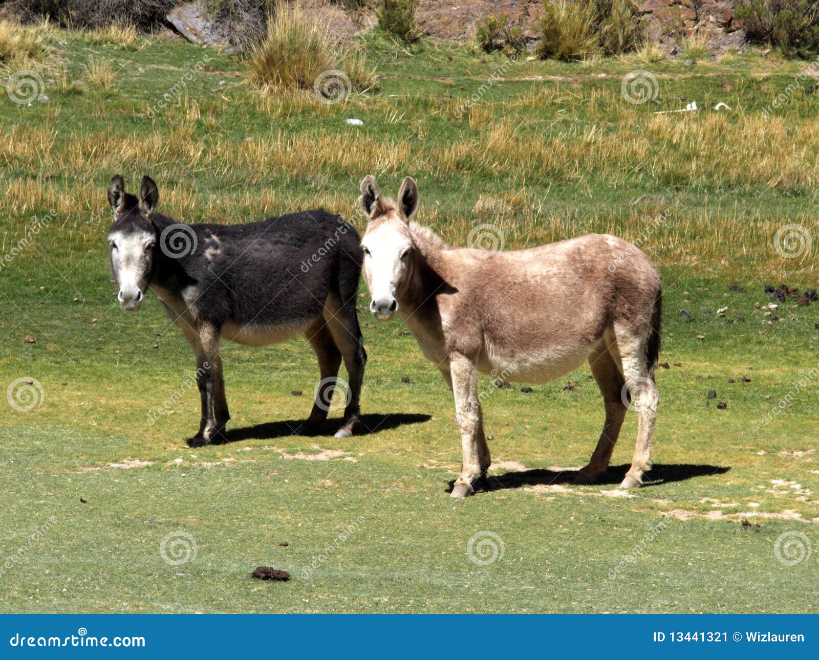 Two donkeys stock image. Image of grass, donkey, graze - 13441321
