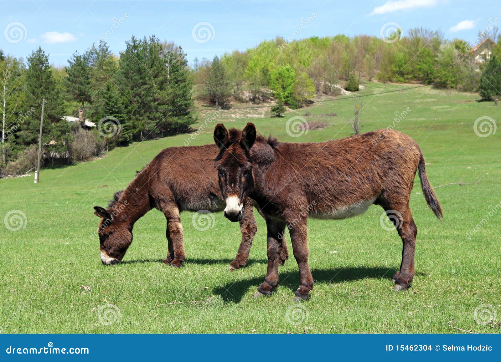 Two donkeys stock photo. Image of horizontal, nature - 15462304