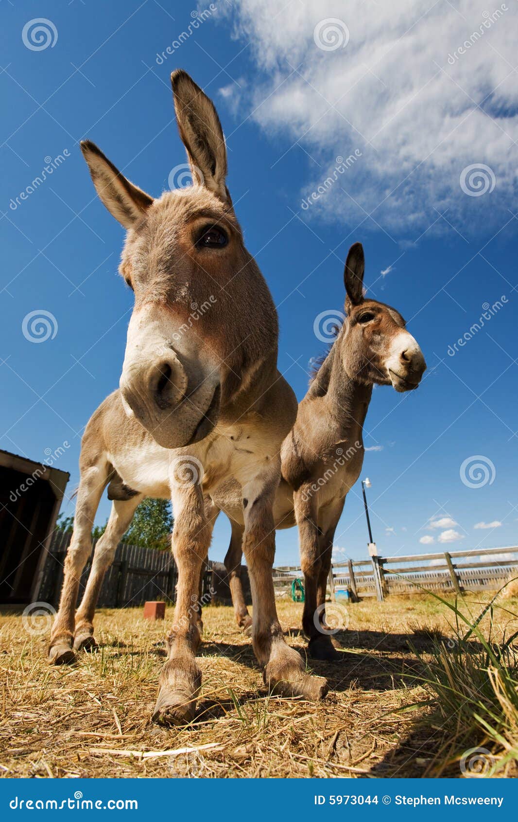 Two donkeys stock photo. Image of mule, burro, ranch, graze - 5973044
