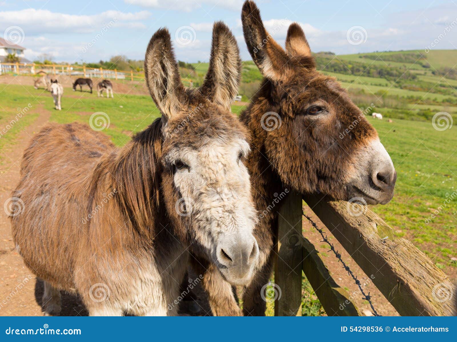 Two Donkeys by a Fence in a Field with Faces Close Together Stock Photo ...