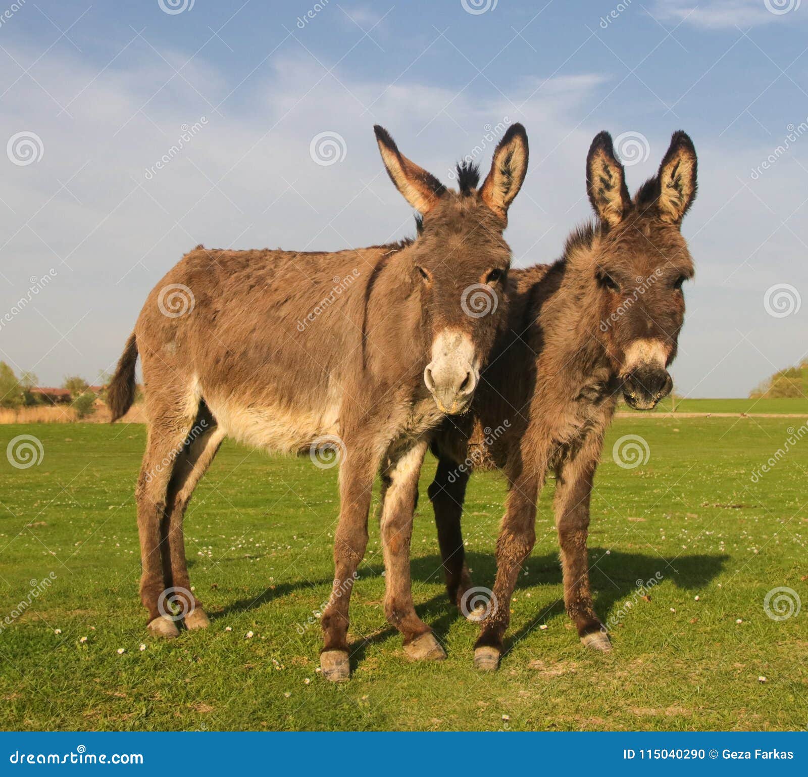 Two Donkeys on the Floral Meadow Stock Photo - Image of farm, calf ...
