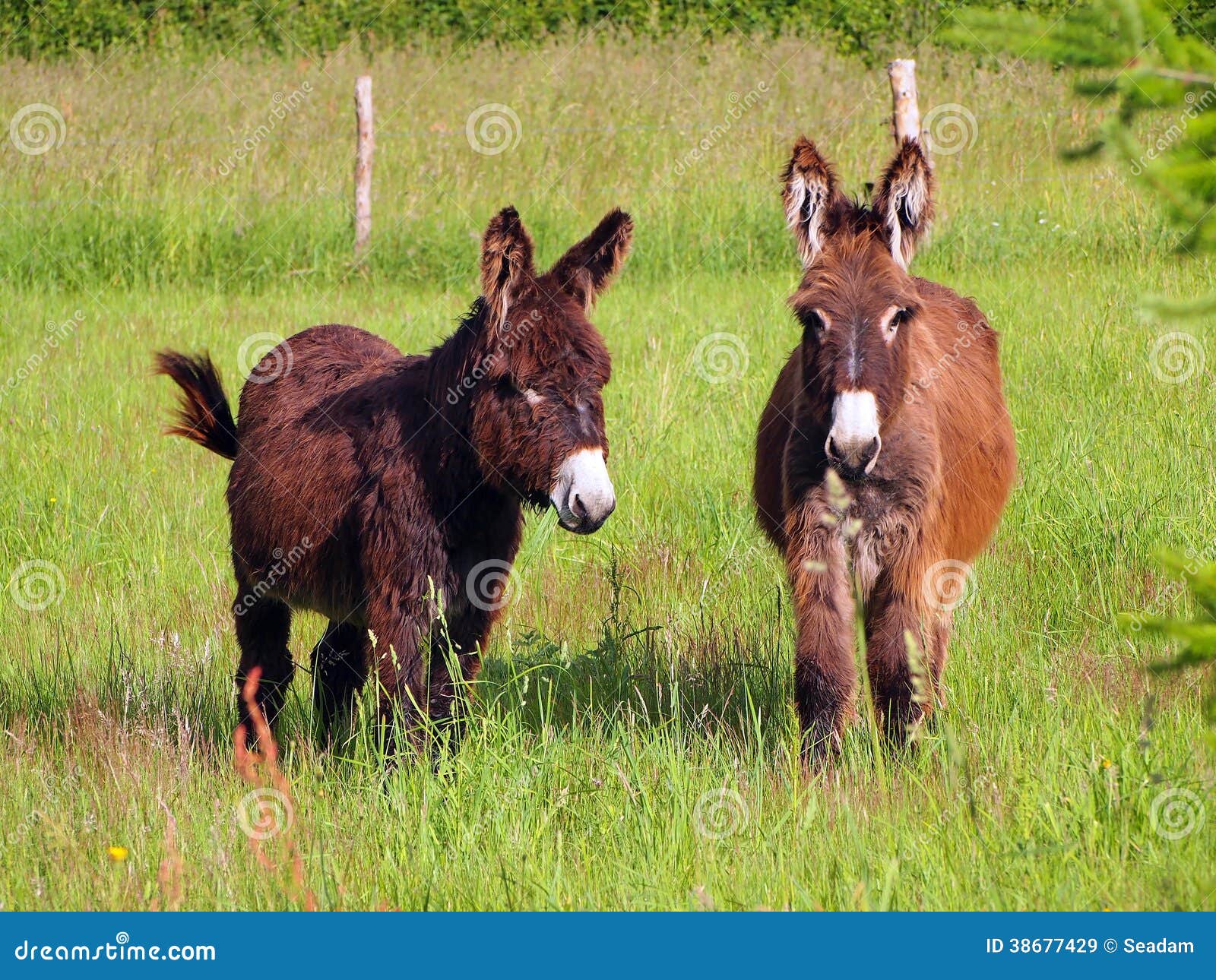 Two Donkeys in a Grass Field Stock Image - Image of horse, domestic ...