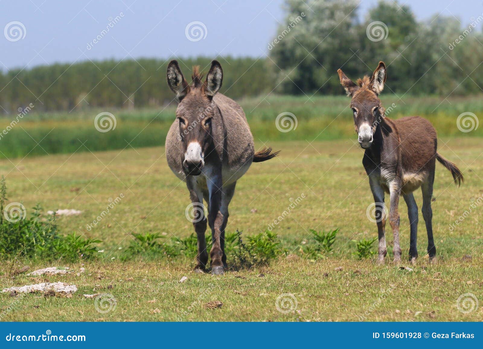 Two Donkeys on the Floral Pasture Stock Photo - Image of herbivorous ...