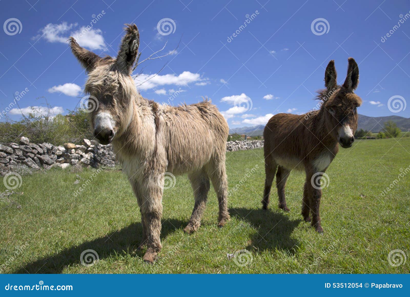 Two donkeys in green grass stock photo. Image of outdoors - 53512054