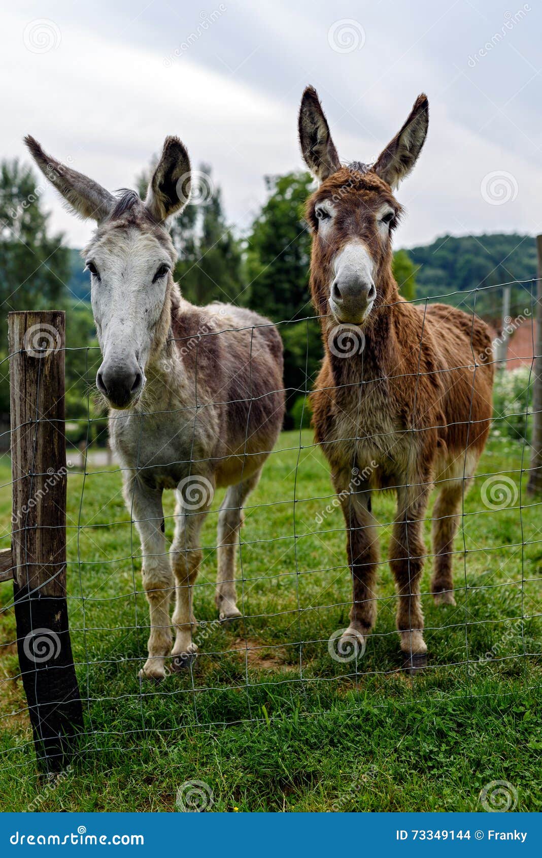 Two Donkeys Looking into the Camera Stock Photo - Image of animals ...