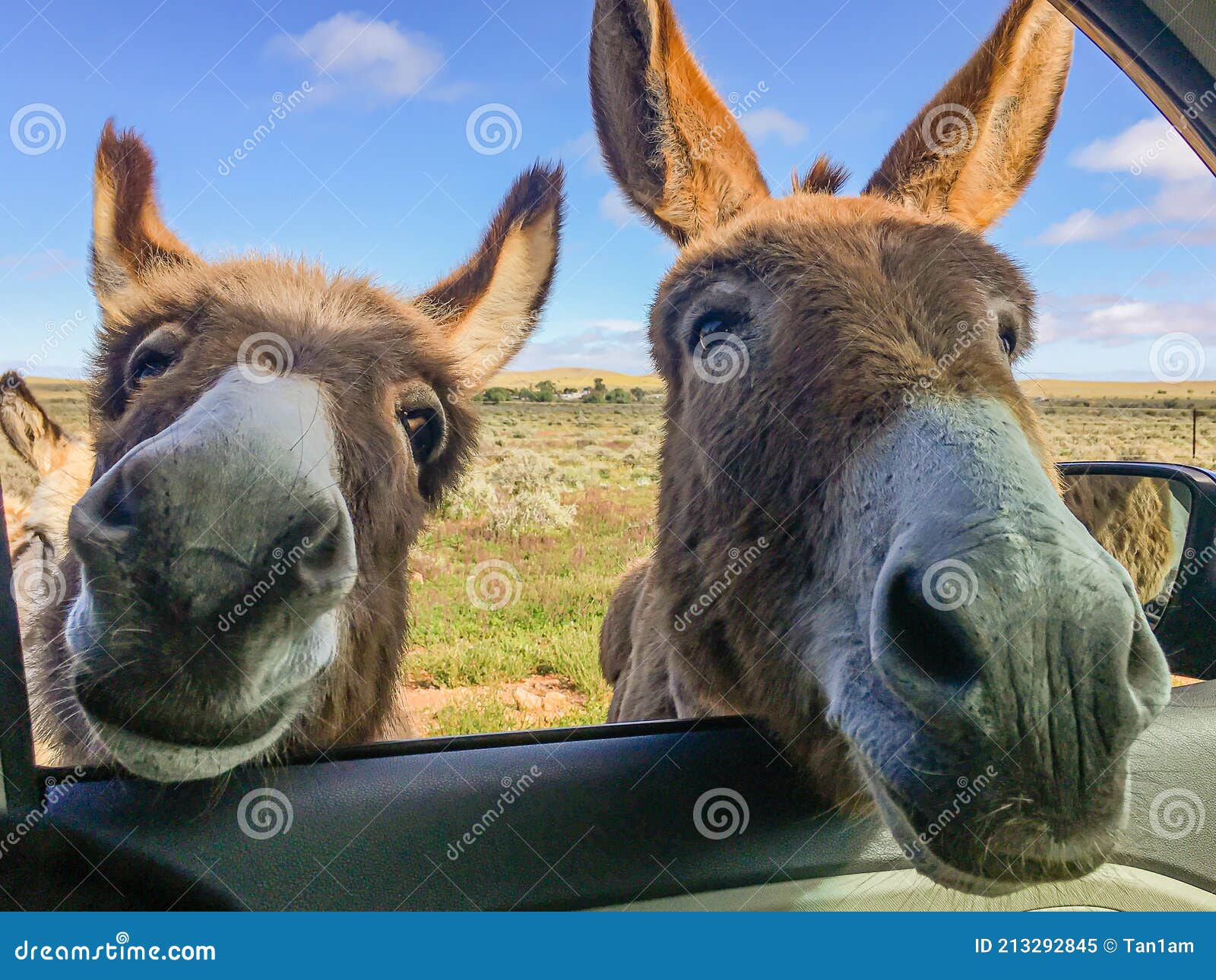 Two Donkeys Looking Curiously Into The Camera Stock Photo ...