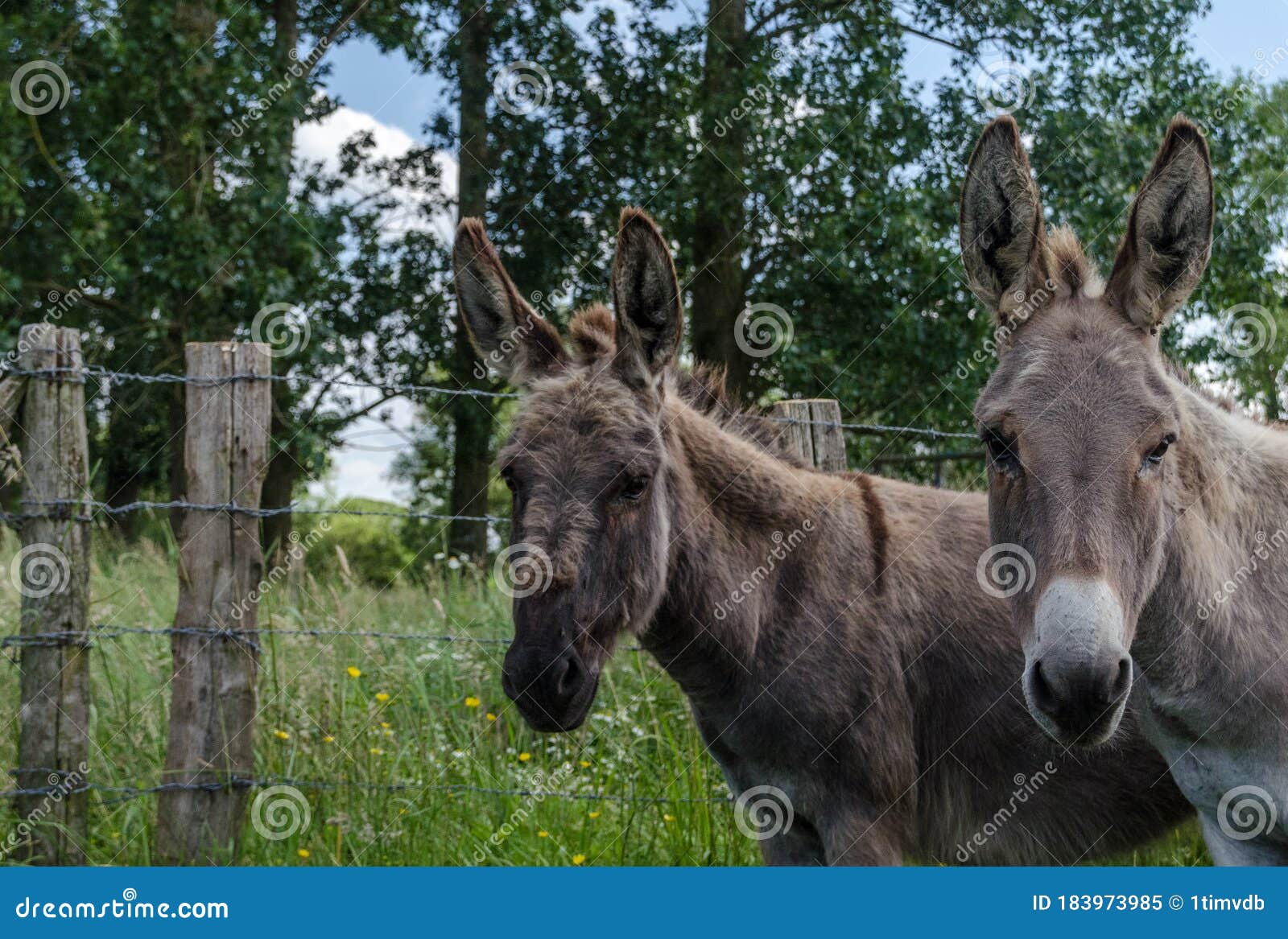 Two Donkeys Looking Curiously Into The Camera Stock Photo ...