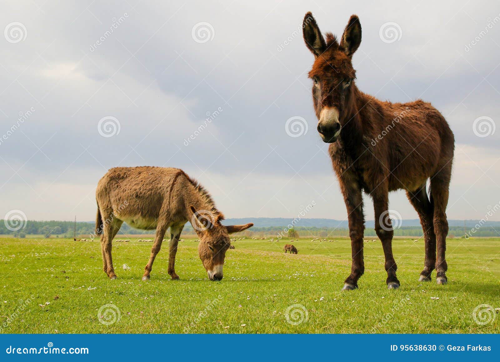 Two donkeys on the meadow stock photo. Image of calf - 95638630