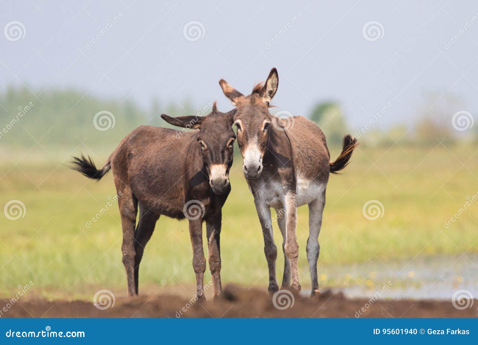 Two donkeys on the meadow stock photo. Image of head - 95601940