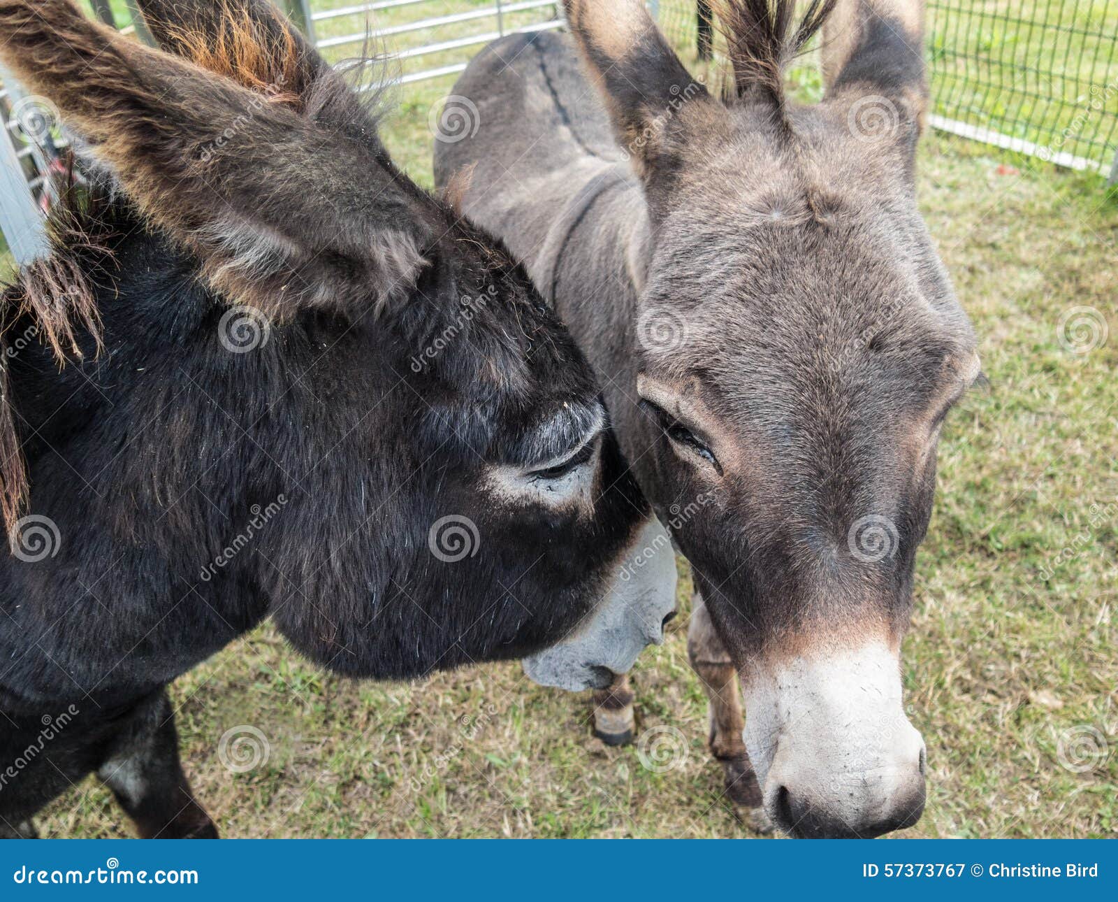 Two Donkeys Nuzzle Together. Stock Image - Image of nuzzling ...
