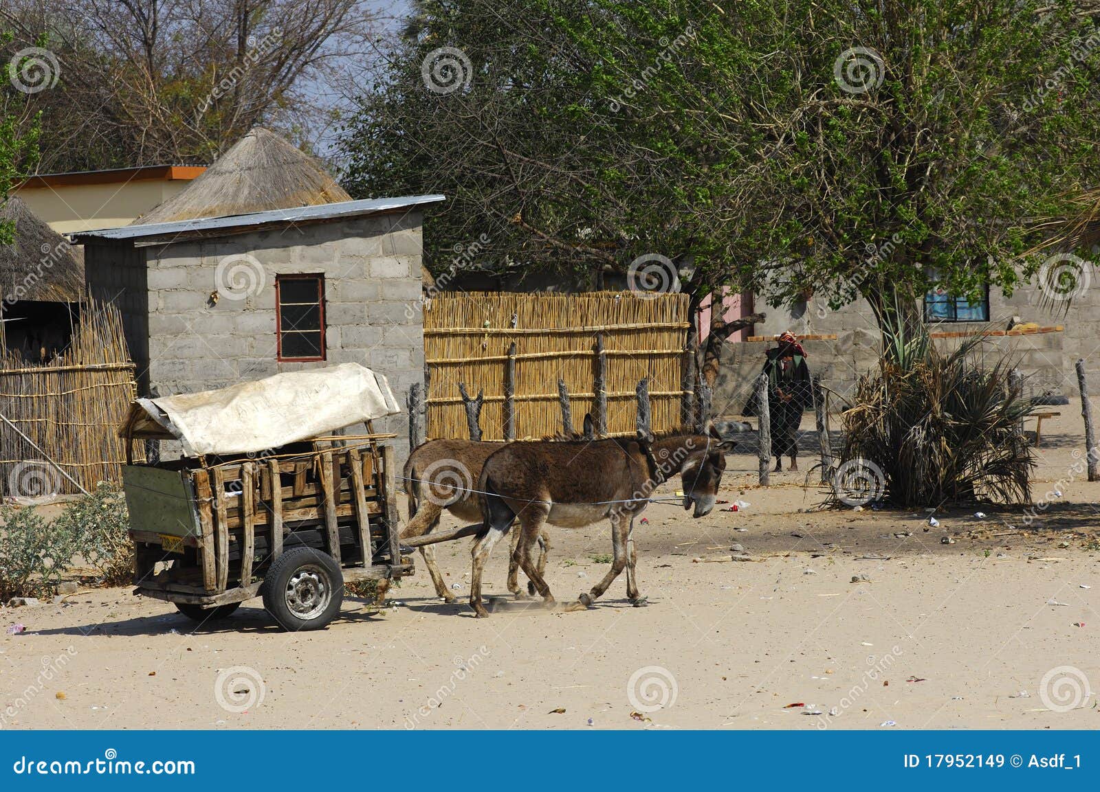 Two Donkeys Pulling a Carriage Stock Image - Image of pull, animal ...