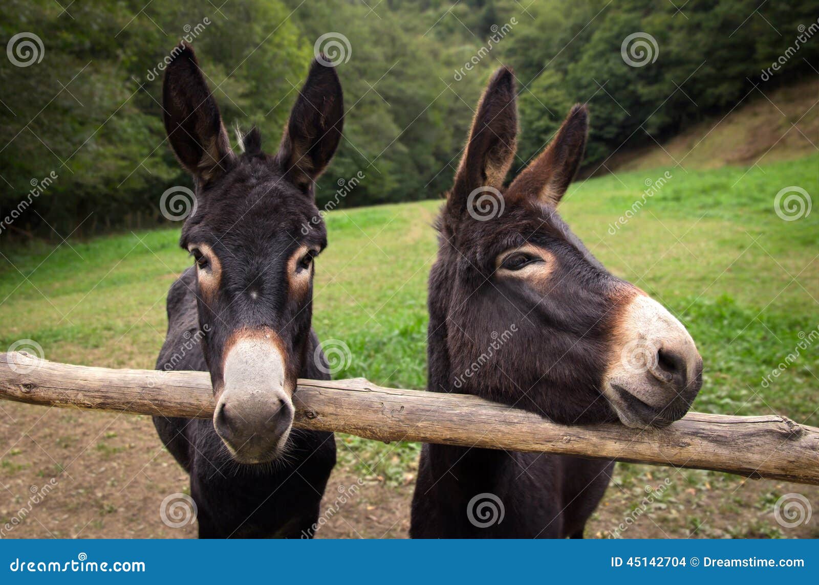 Two Donkeys stock photo. Image of close, cowshed, country - 45142704