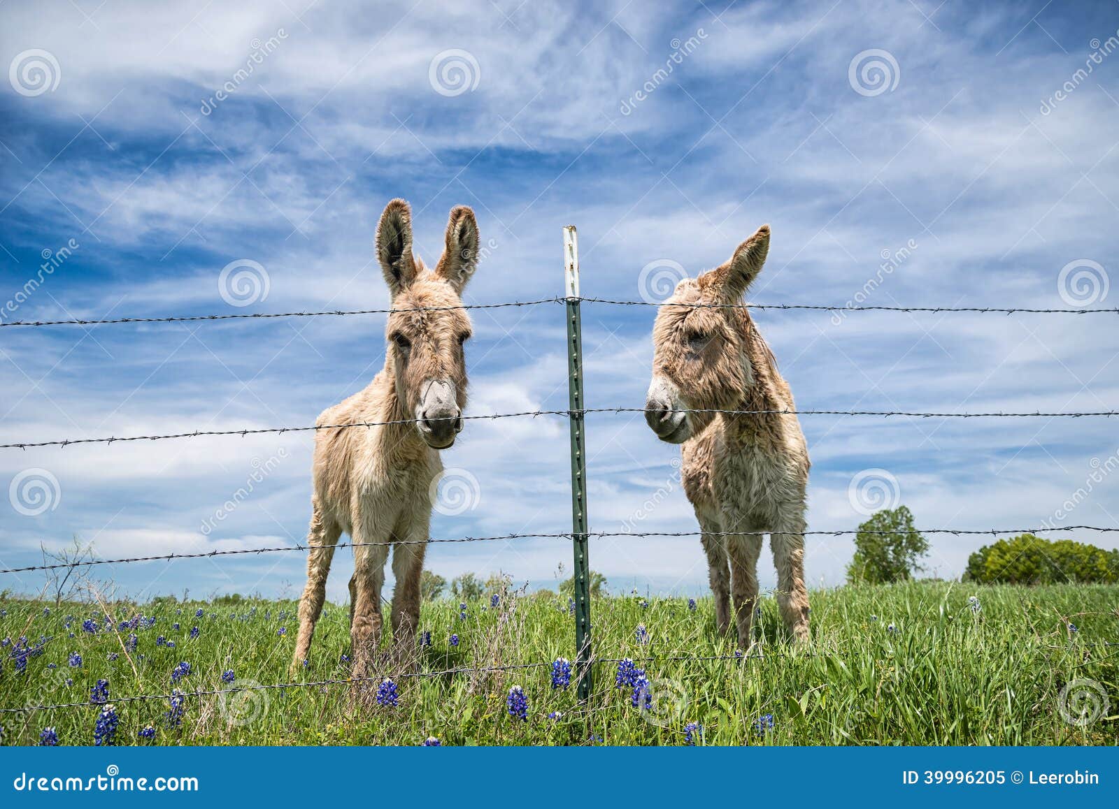 Two Donkeys on Spring Pasture Stock Image - Image of meadow, cloud ...