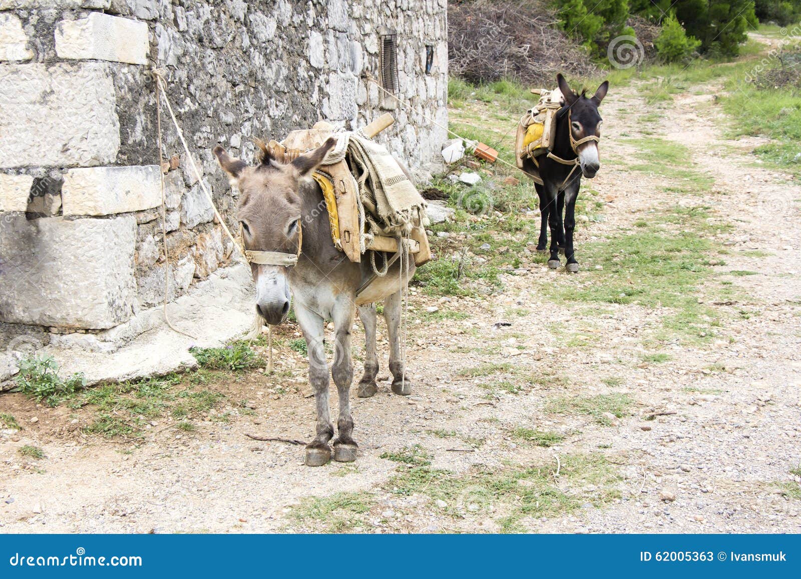 Two Donkey Tied Stock Photos - Free & Royalty-Free Stock Photos from ...