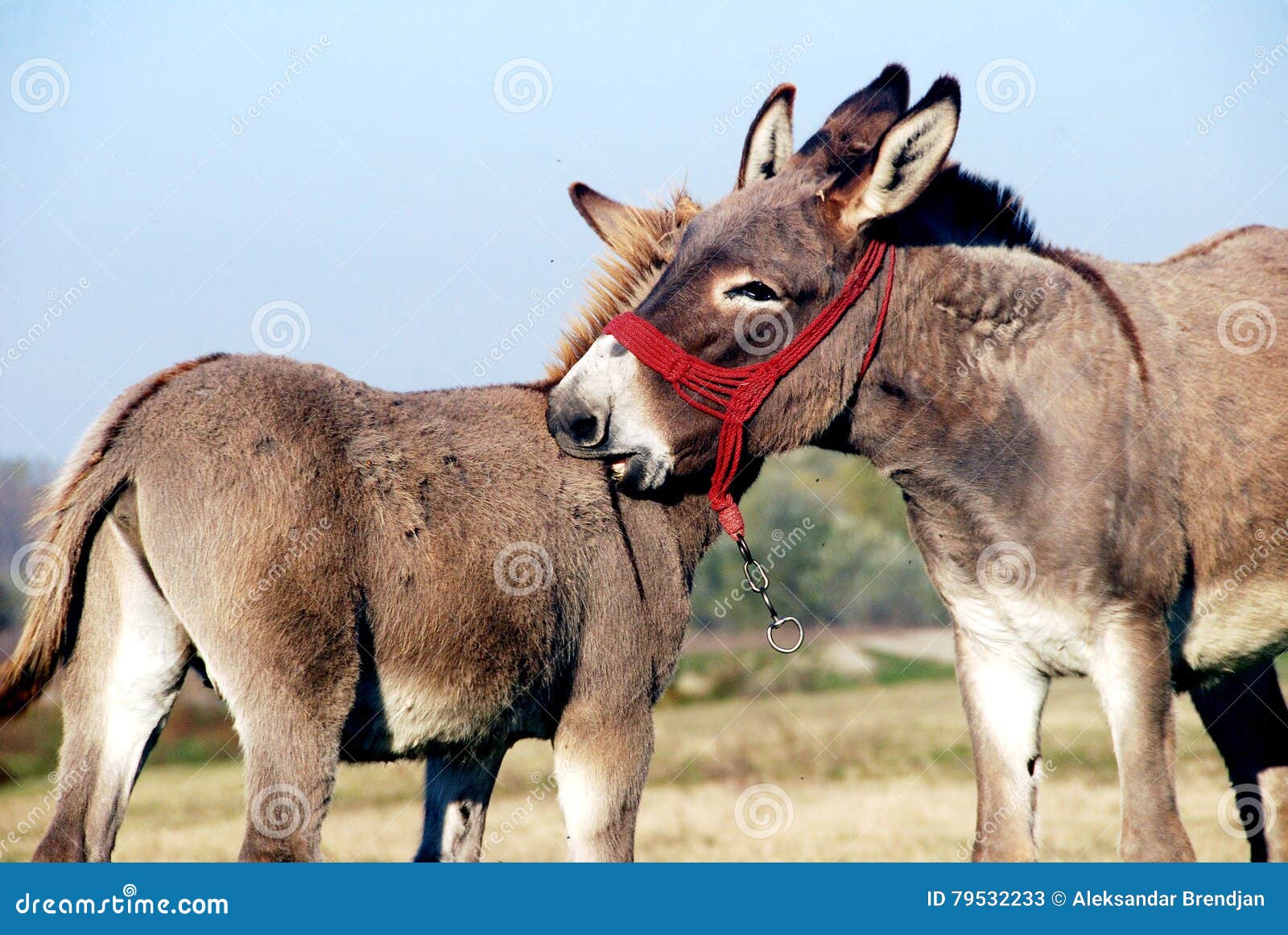 Two donkeys in touch stock image. Image of holiday, togetherness - 79532233