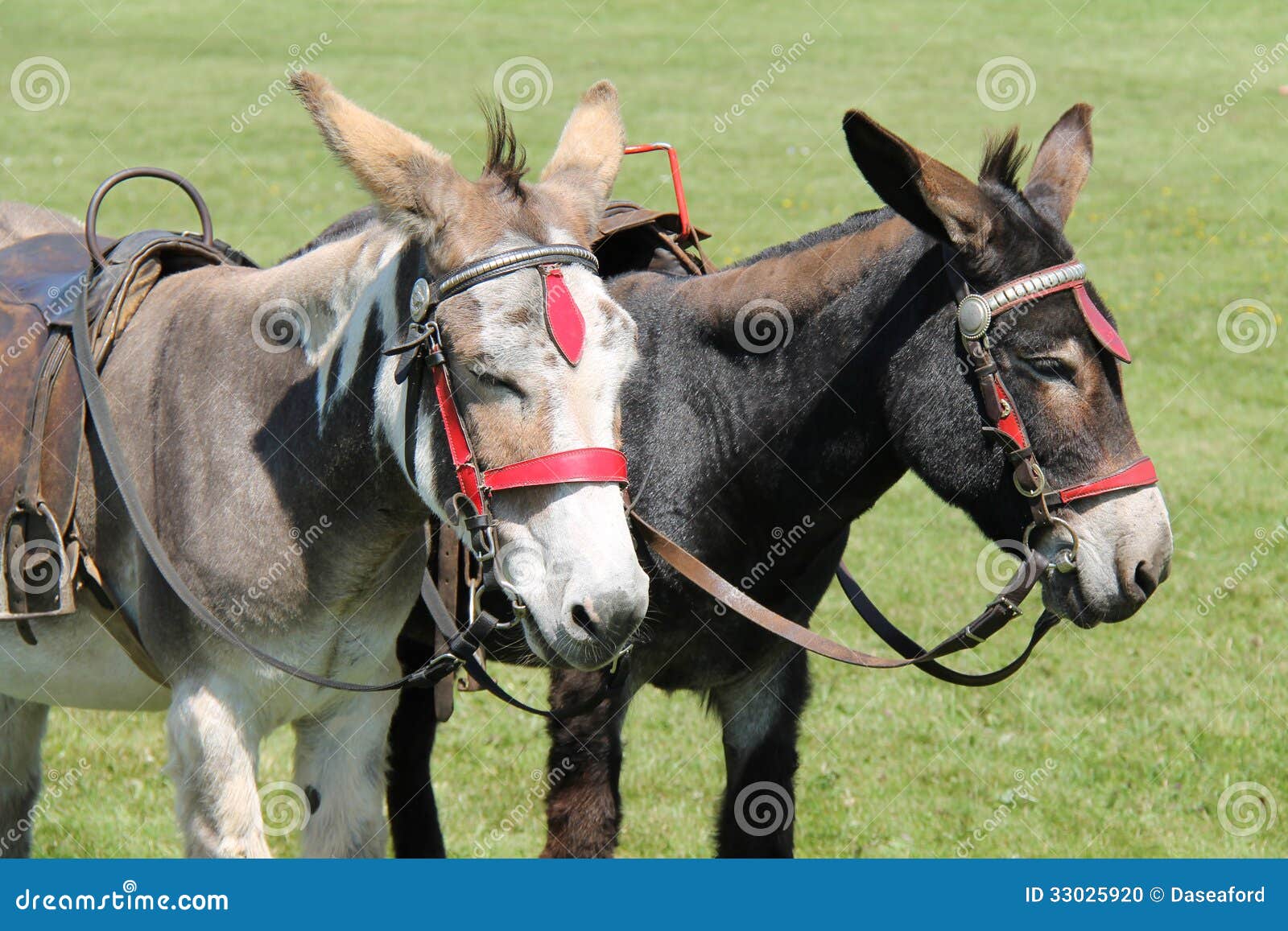 Two Donkeys. stock photo. Image of grass, outdoor, farm - 33025920
