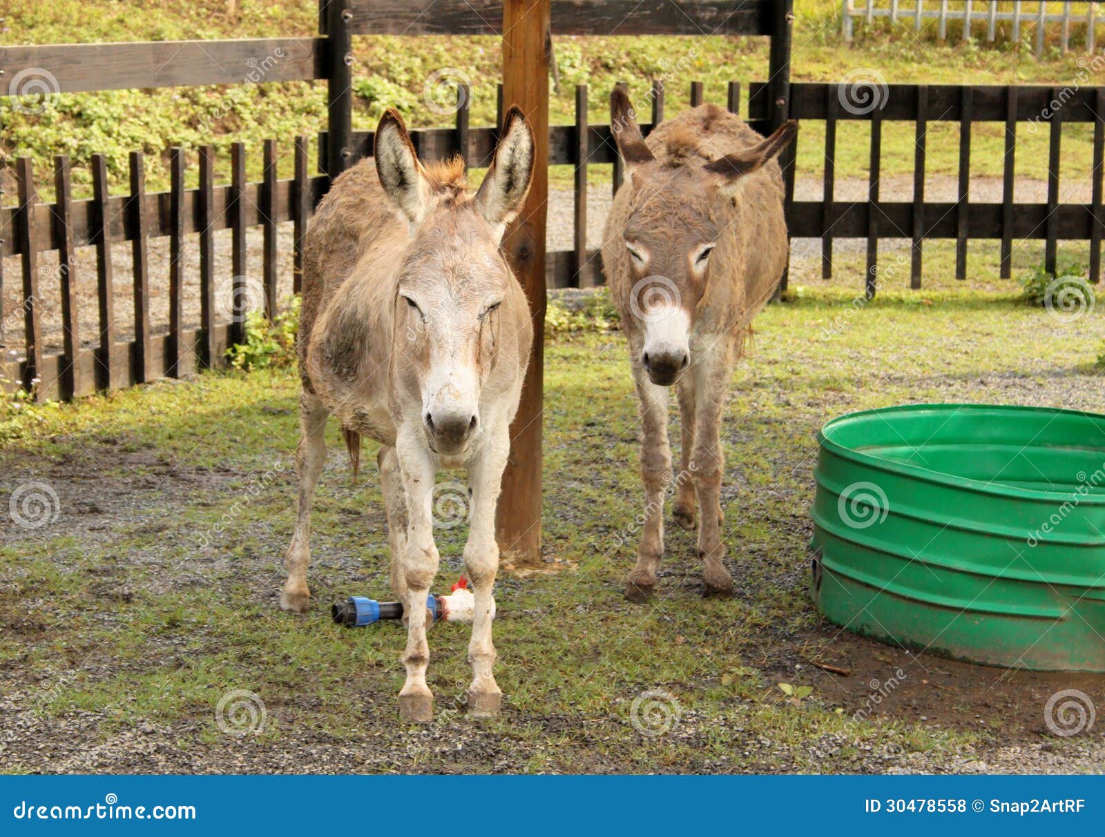 Two Donkeys in Zoo stock photo. Image of specie, breed - 30478558