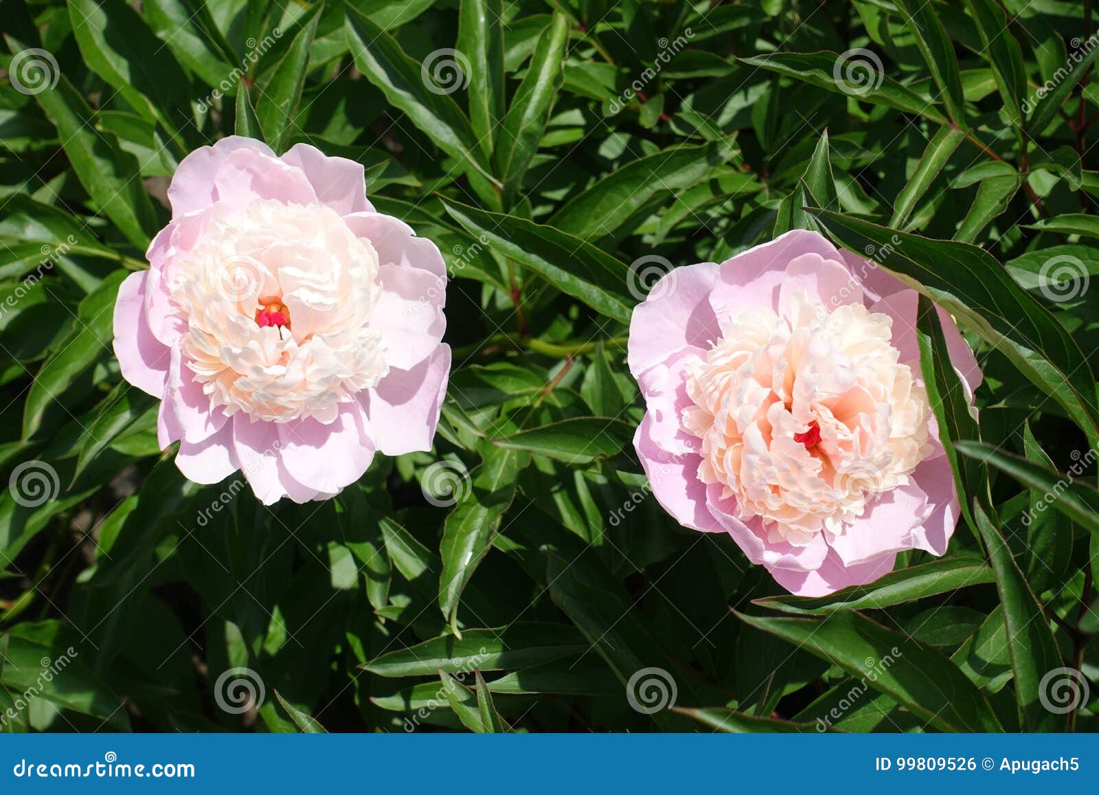 Two Double-flowered Light Pink Peonies in June Stock Photo - Image of ...