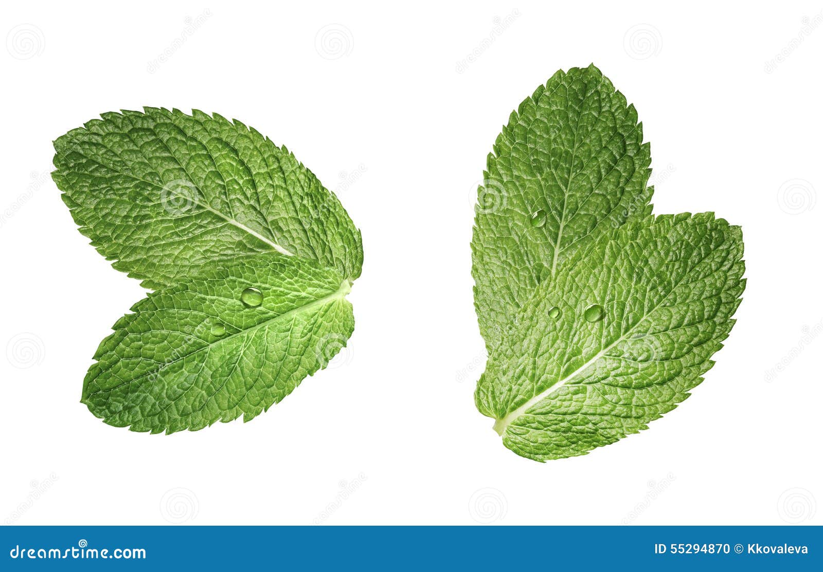 Mint Leaves Isolated. Peppermint Leaf Set, Green Fresh Mint, Spearmint ...