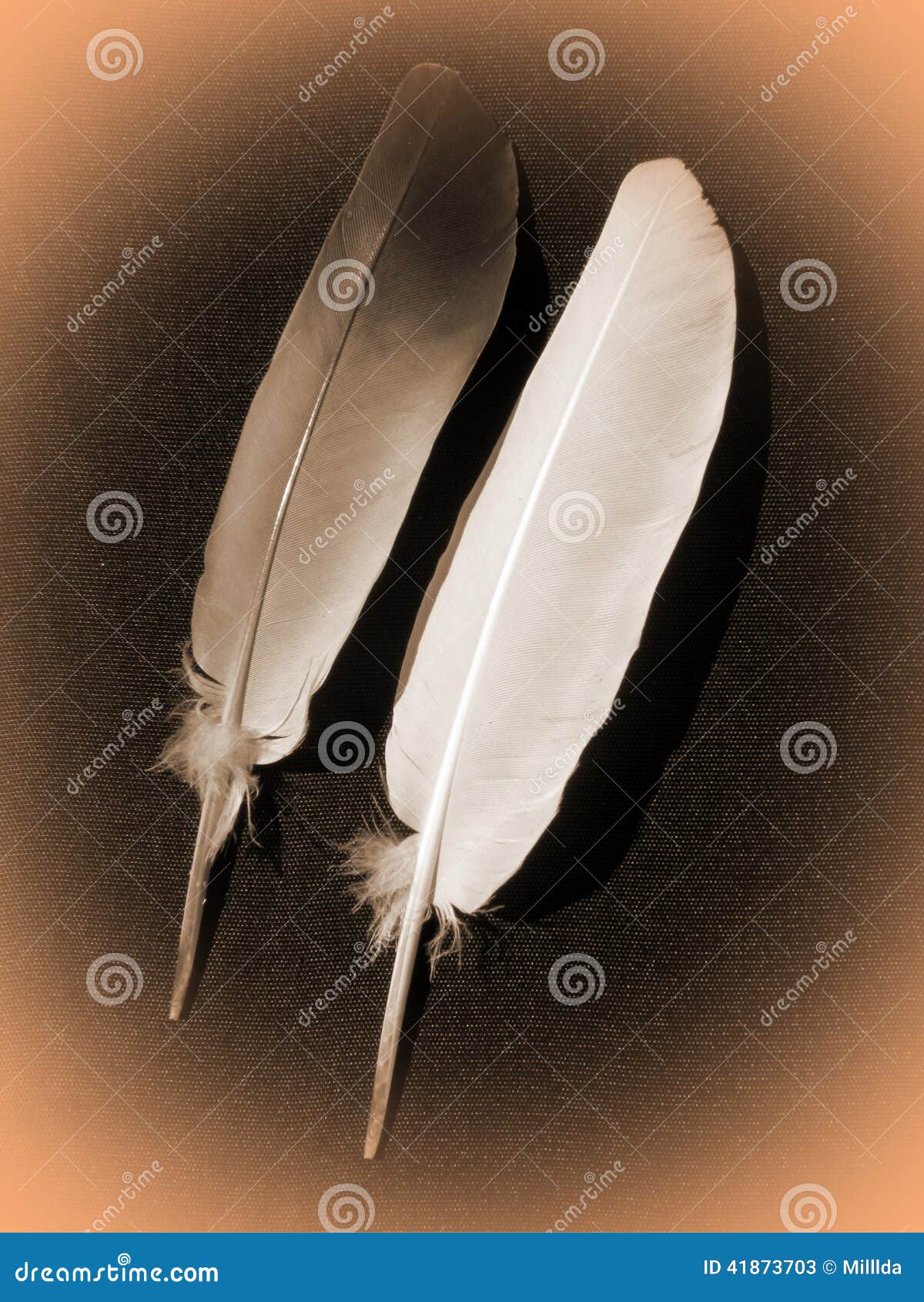 Two dove feathers stock image. Image of macro, smooth - 41873703